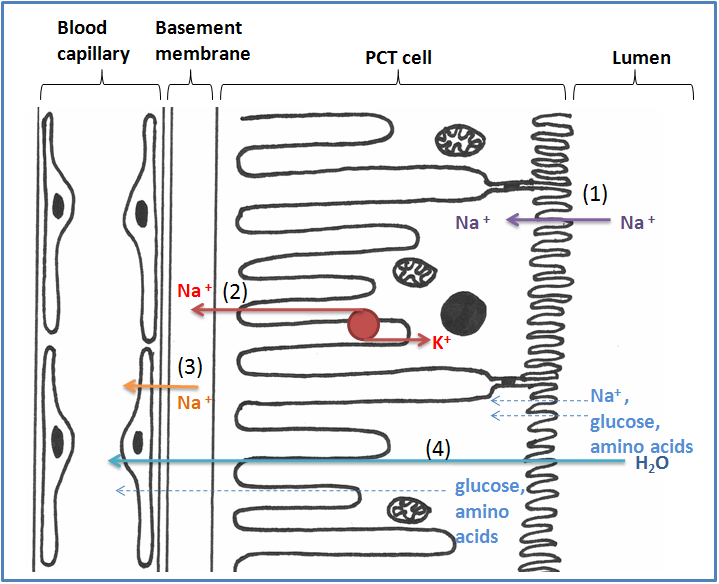 Function of Kidney :: Simple Structure and Function of Kidney